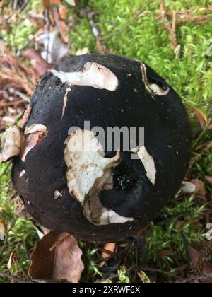 Dark Velvet Bolete (Tylopilus formosus) Fungi Stock Photo - Alamy