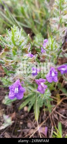 Texas Sage (Salvia texana) Plantae Stock Photo - Alamy