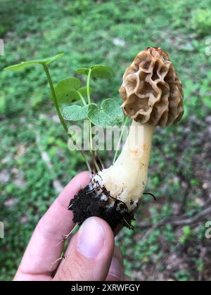 white morel (Morchella americana) Fungi Stock Photo - Alamy