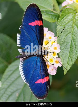 red postman, Kleiner Kurier, Heliconius erato cyrbia, Mindo Valley ...