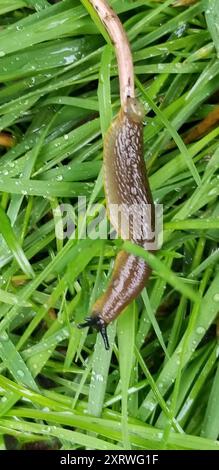ater-group Arion Slugs (Arion) Mollusca Stock Photo - Alamy