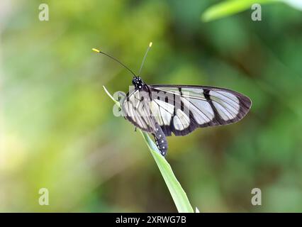 themisto amberwing, Methona themisto, Mindo Valley, Ecuador, South ...