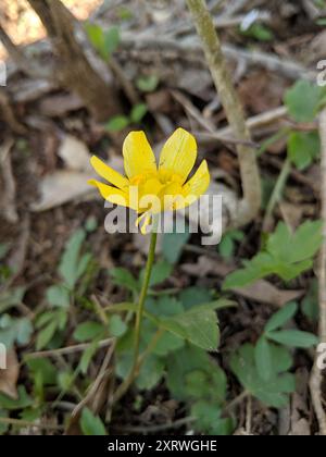 Early Buttercup (Ranunculus fascicularis), Plantae, Bienville National ...