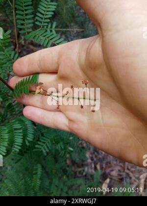 Sunshine Wattle (Acacia terminalis) Plantae Stock Photo - Alamy