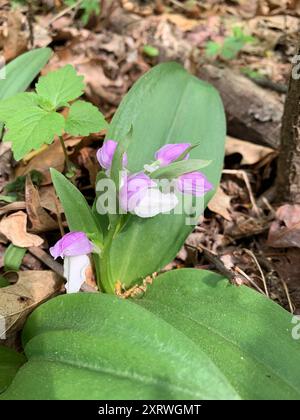 showy orchis (Galearis spectabilis) Plantae Stock Photo - Alamy