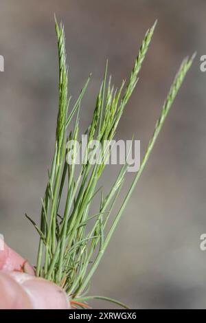 sixweeks grass (Festuca octoflora) Plantae Stock Photo - Alamy