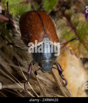 Little Bear (Paracotalpa ursina), Insecta, De Sabla Rd, Santa Margarita ...