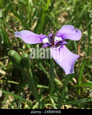 Prairie Nymph (Herbertia lahue) Plantae Stock Photo - Alamy