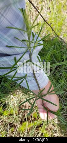 Narrowleaf Indian breadroot (Pediomelum linearifolium) Plantae Stock ...