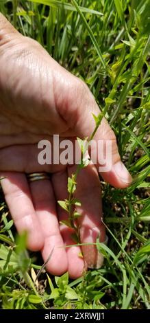 Venus's looking-glass (Triodanis biflora) Plantae Stock Photo - Alamy