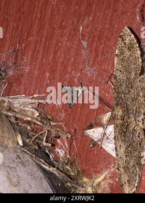 Montana Six-plume Moth (Alucita montana) Insecta Stock Photo - Alamy