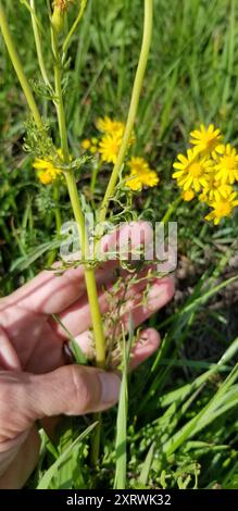 Great Plains Ragwort (Packera tampicana) Plantae Stock Photo - Alamy