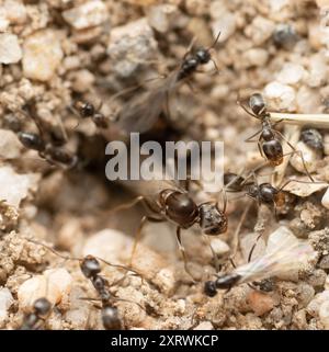 Crazy Pyramid Ant (Dorymyrmex insanus) Insecta Stock Photo - Alamy