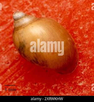 Bladder Snails (Physidae) Mollusca Stock Photo - Alamy