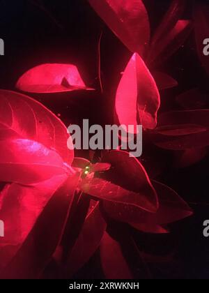 Headlight Beetles (Pyrophorini) Insecta Stock Photo - Alamy