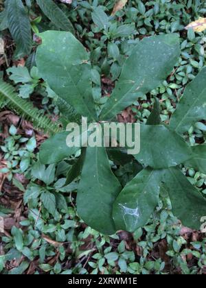 Mexican Royal Oak (Quercus germana) Plantae Stock Photo - Alamy