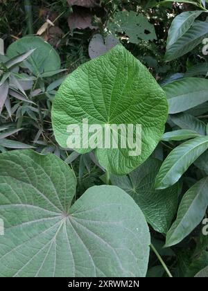 pariparoba (Piper umbellatum) Plantae Stock Photo - Alamy