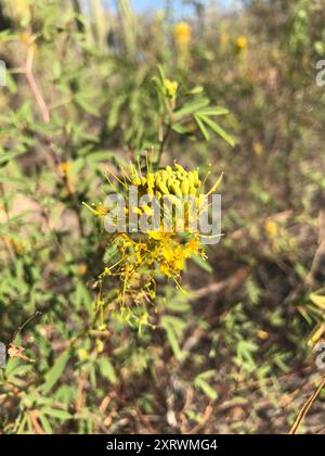 Jackass-clover (Cleomella refracta) Plantae Stock Photo - Alamy