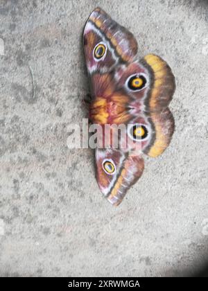 Pine Emperor (Nudaurelia cytherea), Insecta, Mitchells Plain, Cape Town ...