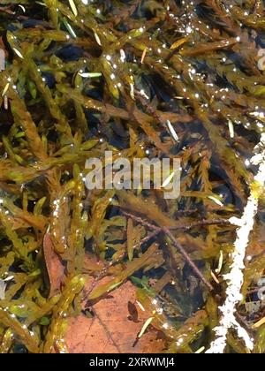 Willow Moss (Fontinalis antipyretica) Plantae Stock Photo - Alamy