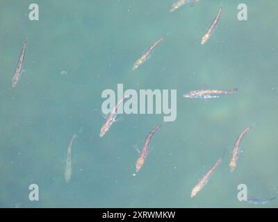 Threespine Stickleback (Gasterosteus aculeatus) Actinopterygii Stock ...