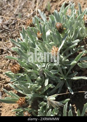 Low Pussytoes (Antennaria dimorpha) Plantae Stock Photo - Alamy