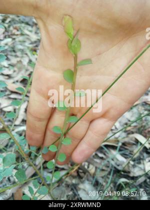 rhombic bossiaea (Bossiaea rhombifolia) Plantae Stock Photo - Alamy