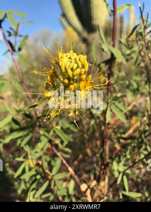 Jackass-clover (Cleomella refracta) Plantae Stock Photo - Alamy