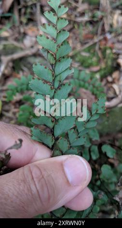 Cunningham's maidenhair (Adiantum cunninghamii) Plantae Stock Photo - Alamy