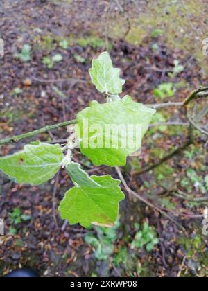 Grey Poplar (Populus × canescens) Plantae Stock Photo - Alamy