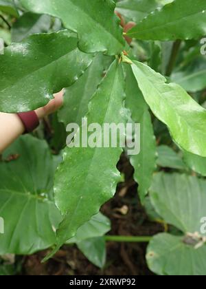 (Ficus formosana) Plantae Stock Photo - Alamy