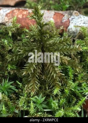 Tree Climacium Moss (Climacium dendroides) Plantae Stock Photo - Alamy