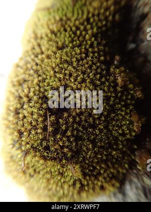 Twisted Grimmia (Grimmia torquata) Plantae Stock Photo - Alamy