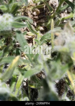 Clearwater cryptantha (Cryptantha intermedia) Plantae Stock Photo - Alamy
