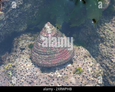 (Trochus stellatus) Mollusca Stock Photo - Alamy