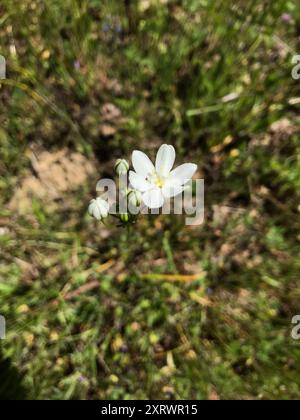 white brodiaea (Triteleia hyacinthina), Plantae, Fort Ord National ...
