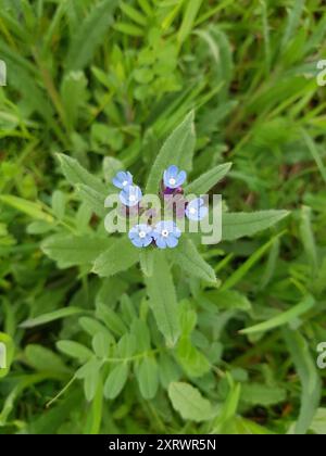 Italian Bugloss (Anchusa azurea) Plantae Stock Photo - Alamy