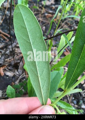 Gopher-berry (Asimina pygmea) Plantae Stock Photo - Alamy