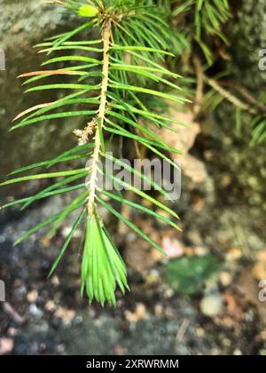 pine family (Pinaceae) Plantae Stock Photo - Alamy