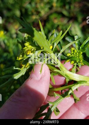 land cress (Barbarea verna) Plantae Stock Photo - Alamy