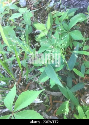 variable witchgrass (Dichanthelium commutatum) Plantae Stock Photo - Alamy