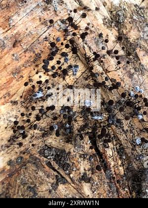 (Comatricha nigra) Protozoa Stock Photo - Alamy