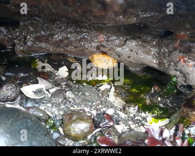 Monterey Dorid (Doris montereyensis) Mollusca Stock Photo - Alamy