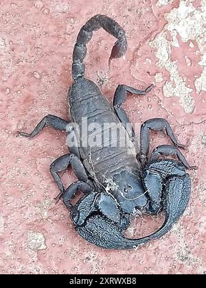 Cape Docile Scorpion (Opisthacanthus capensis) Arachnida Stock Photo ...