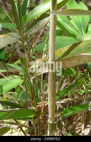 river cane (Arundinaria gigantea) Plantae Stock Photo - Alamy