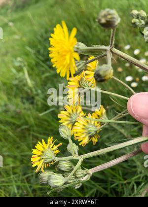 Beaked Hawksbeard (Crepis vesicaria) Plantae Stock Photo - Alamy