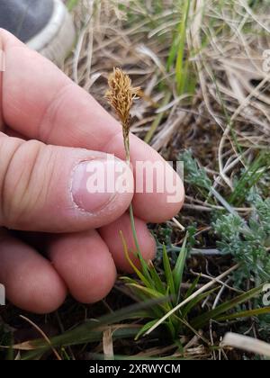 spring sedge (Carex caryophyllea) Plantae Stock Photo - Alamy
