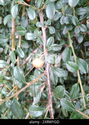 Cotoneasters (Cotoneaster) Plantae Stock Photo - Alamy