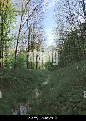 Bright temperate deciduous broadleaf beech forest in Slovenia with sunrays shining on the forest ...