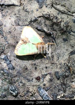 Green Oak-Slug Moth (Euclea incisa) Insecta Stock Photo - Alamy